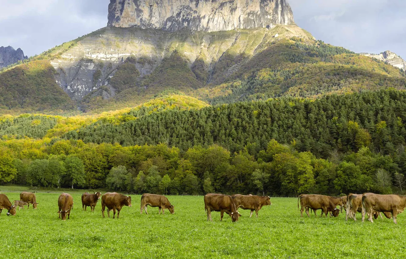 Wallpaper nature, France, cows, meadow, the Aiguille for mobile and ...