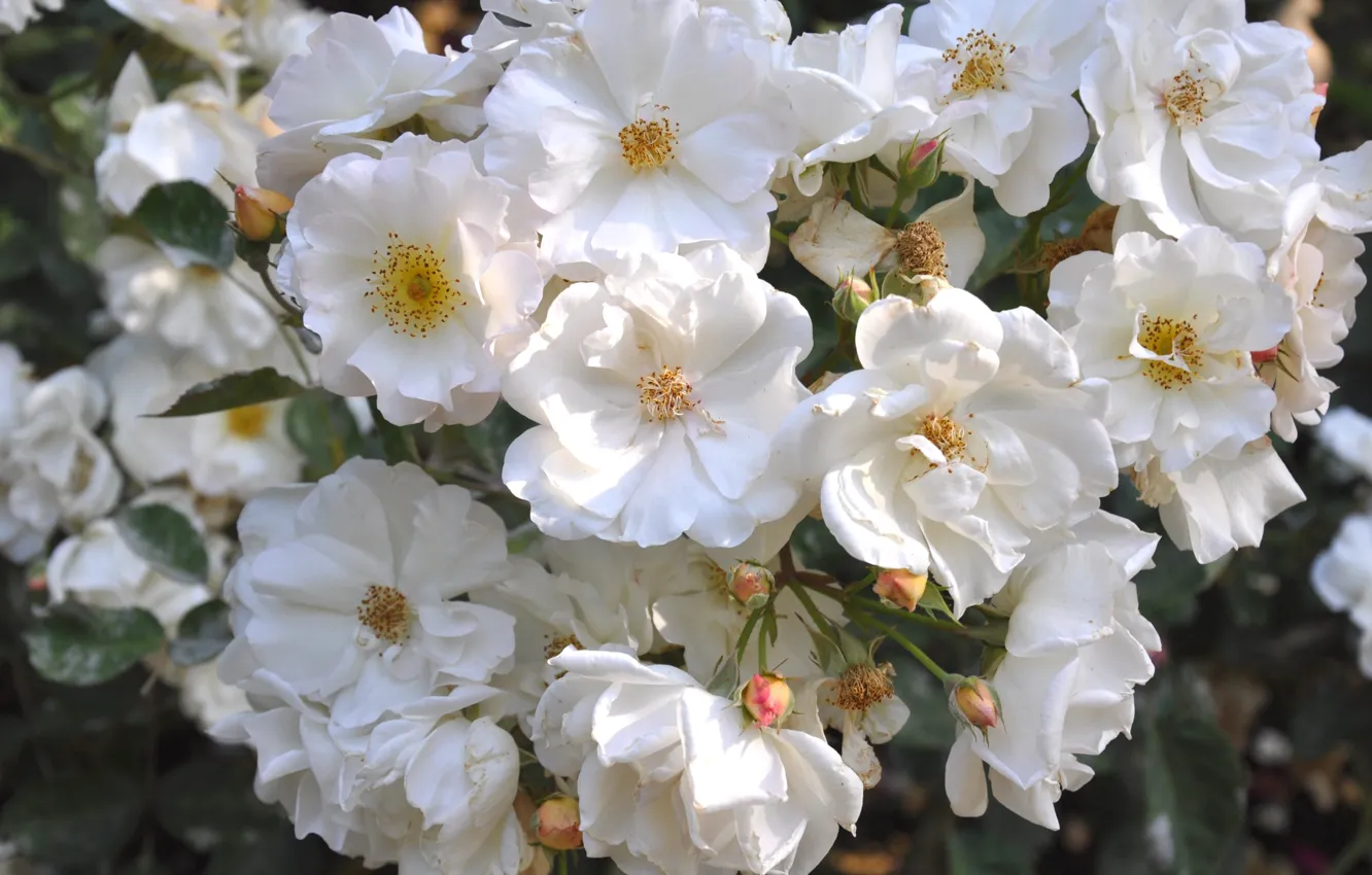 Wallpaper summer, roses, white roses for mobile and desktop, section ...