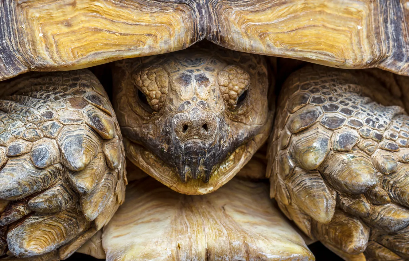 Wallpaper macro, turtle, head, shell, reptile for mobile and desktop ...