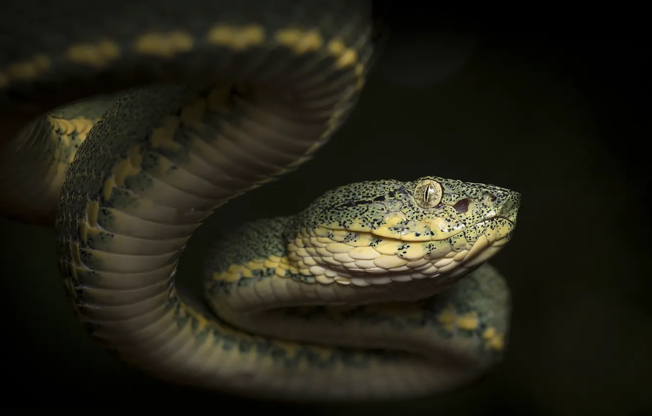 Wallpaper look, nature, snake, reptile, cold-blooded animal for mobile ...