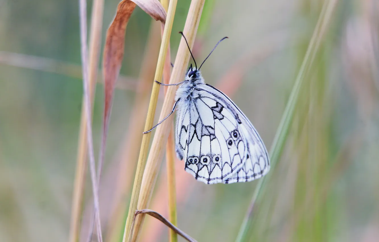 Wallpaper butterfly, delicate, insect for mobile and desktop, section ...