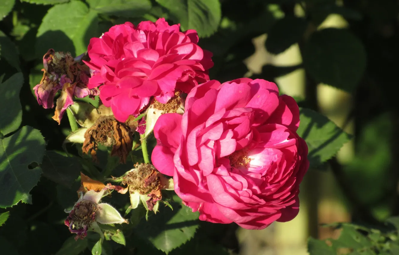 Wallpaper bright, roses, raspberry, Meduzanol ©, Summer 2018 for mobile ...