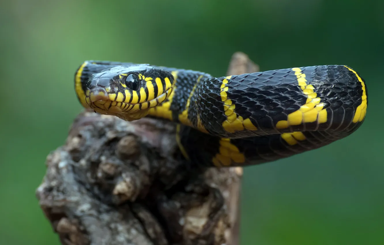 Wallpaper look, snake, bokeh for mobile and desktop, section животные ...
