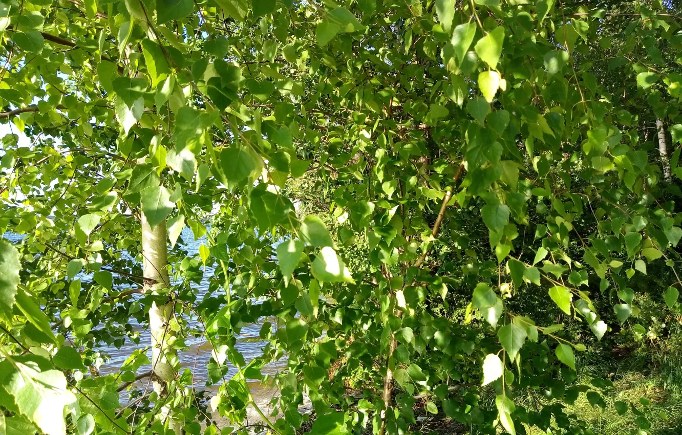 Wallpaper summer, leaves, water, the sun, rays, trees, river, tree ...