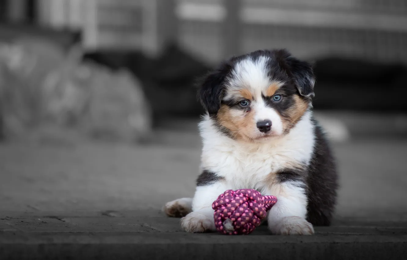 Wallpaper toy, dog, puppy, Aussie images for desktop, section собаки ...