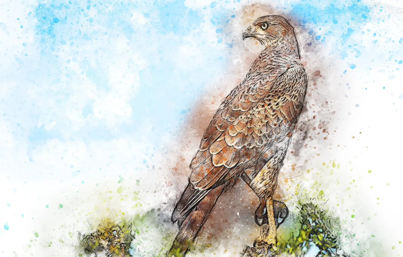 Wallpaper bird, picture, watercolor, Falcon, sitting for mobile and ...