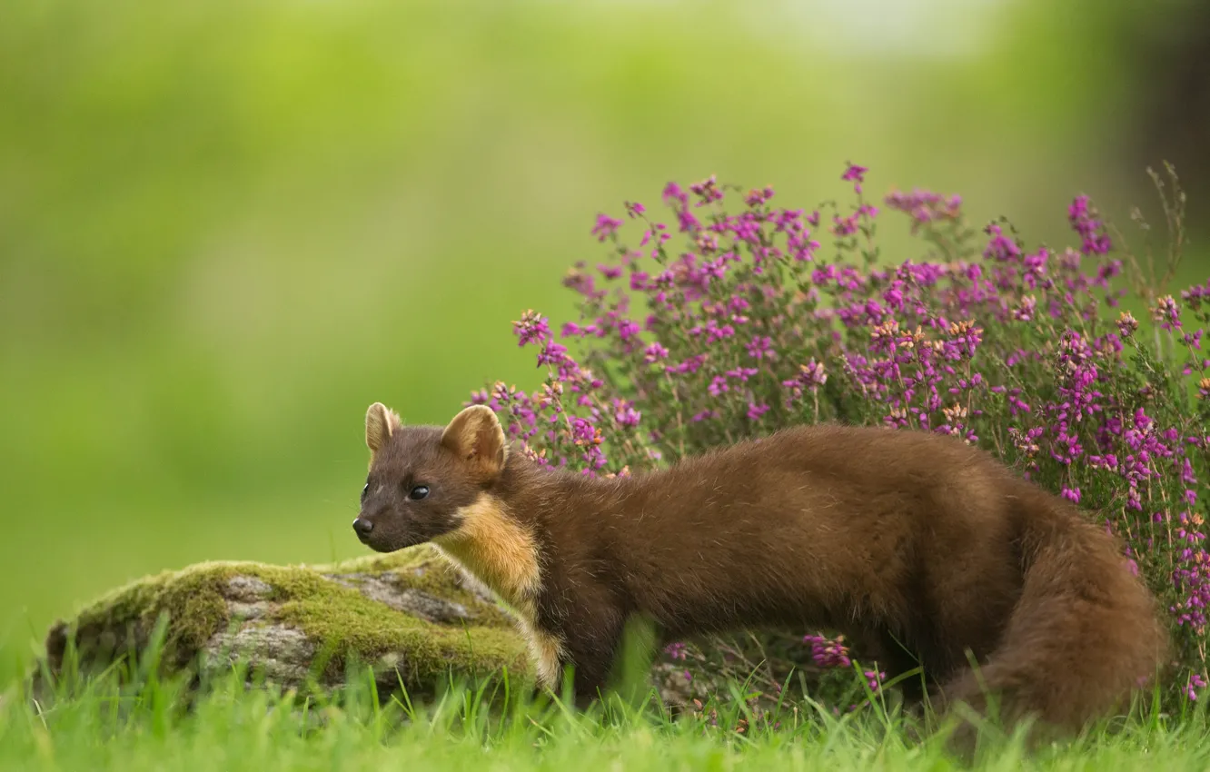 Wallpaper flowers, predator, marten for mobile and desktop, section ...