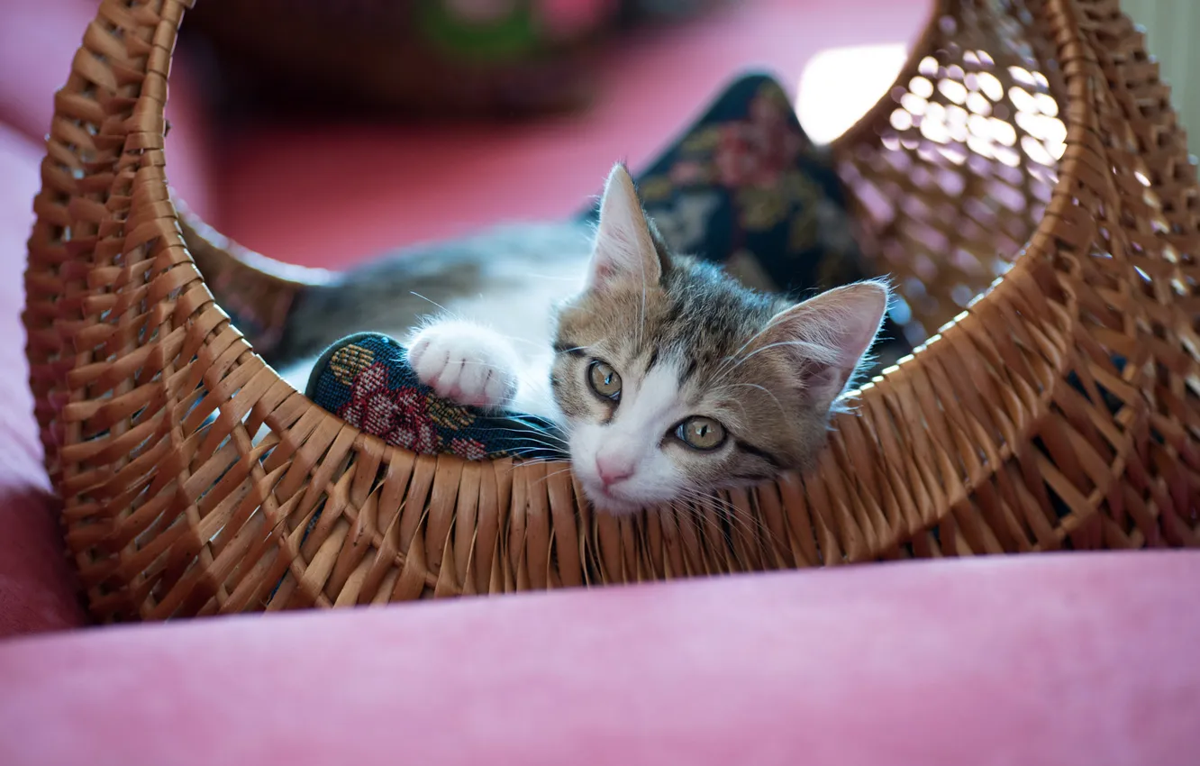 Wallpaper cat, cat, look, pose, kitty, face for mobile and desktop ...