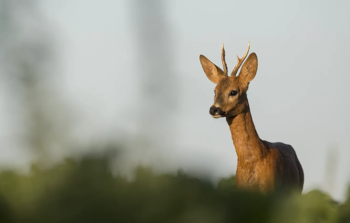 Wallpaper nature, background, deer for mobile and desktop, section ...