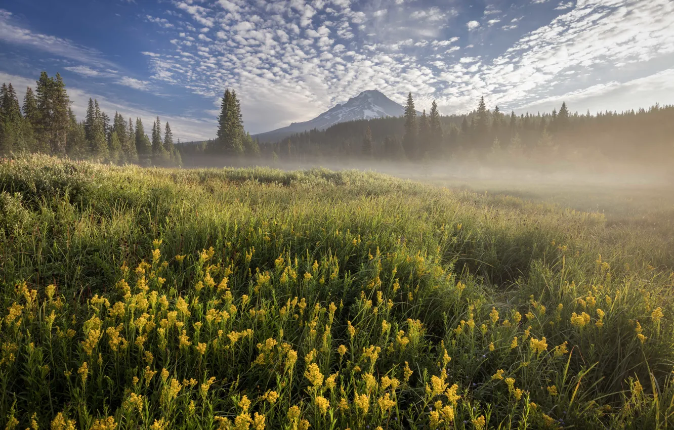 Wallpaper field, forest, flowers, mountains, fog, morning, meadow for ...
