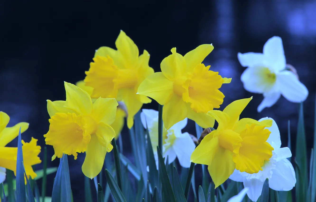 Wallpaper flower, spring, Narcissus, Daffodil for mobile and desktop ...