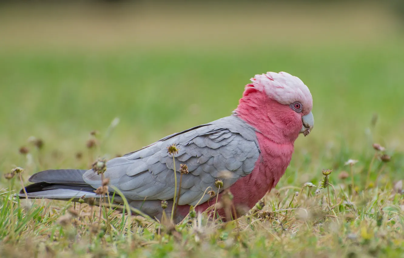 Wallpaper nature, pink, bird, parrot, weed images for desktop, section ...