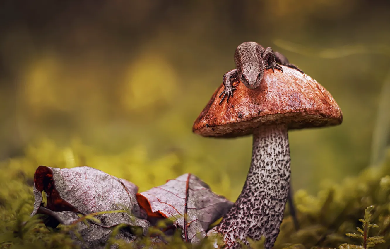 Wallpaper autumn, leaves, mushroom, lizard, boletus, bokeh for mobile ...