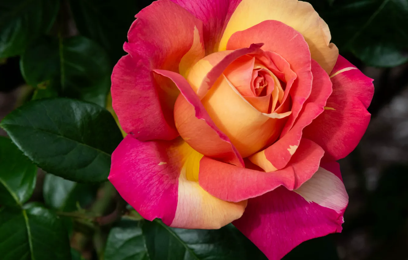 Wallpaper leaves, macro, flowers, roses, pink, two-tone, yellow-pink ...