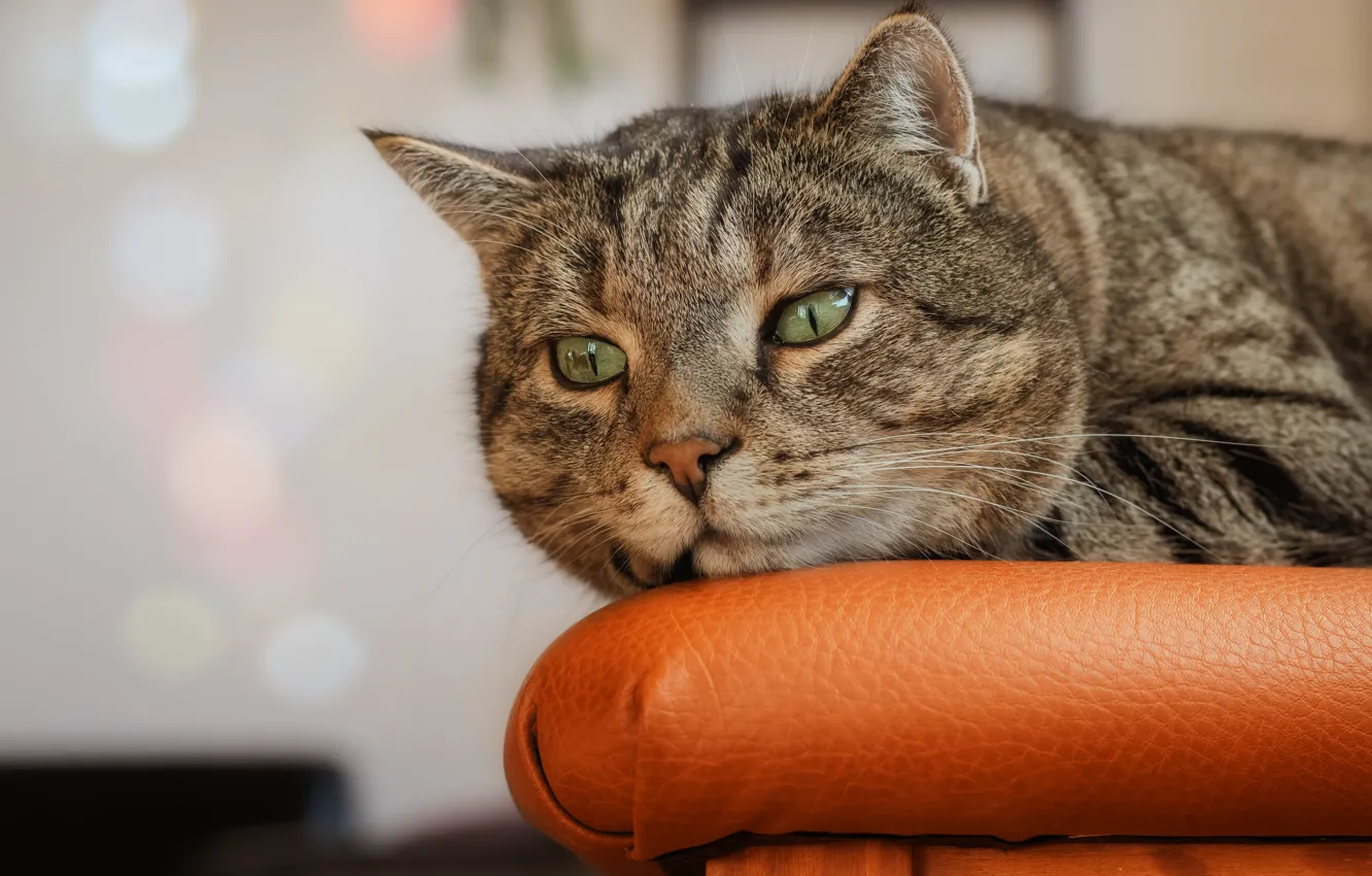 Wallpaper cat, cat, look, pose, face for mobile and desktop, section ...