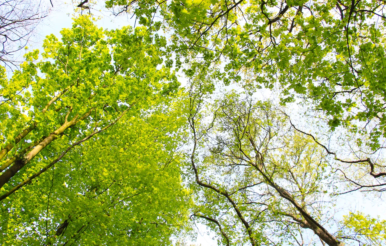 Wallpaper forest, trees, park for mobile and desktop, section природа ...