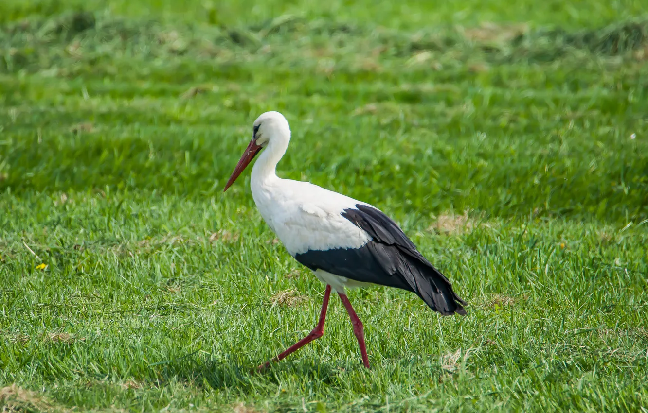 Wallpaper field, bird, spring, stork, photohunt for mobile and desktop ...