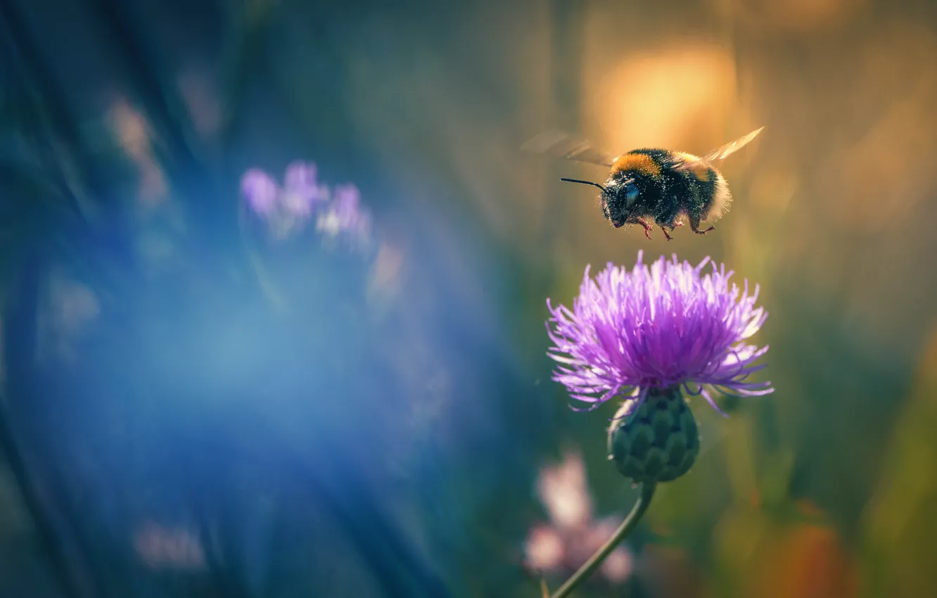Wallpaper bokeh, macro, bumblebee, background, bee, flower for mobile ...