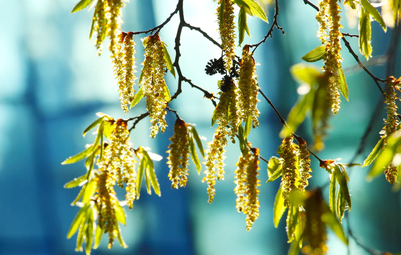 Wallpaper tree, hanging, twig for mobile and desktop, section природа ...