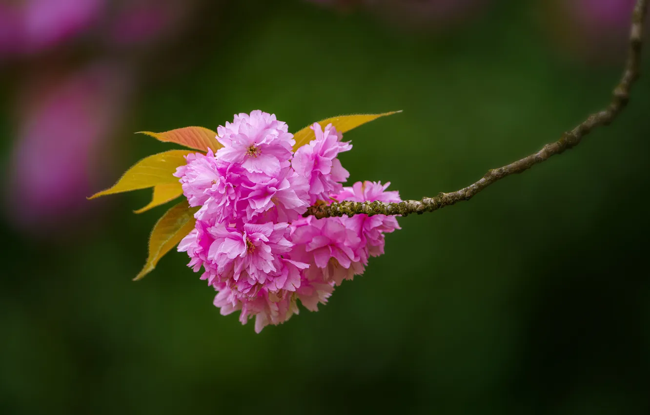 Wallpaper flowers, background, branch, spring, Sakura for mobile and desktop, section цветы ...