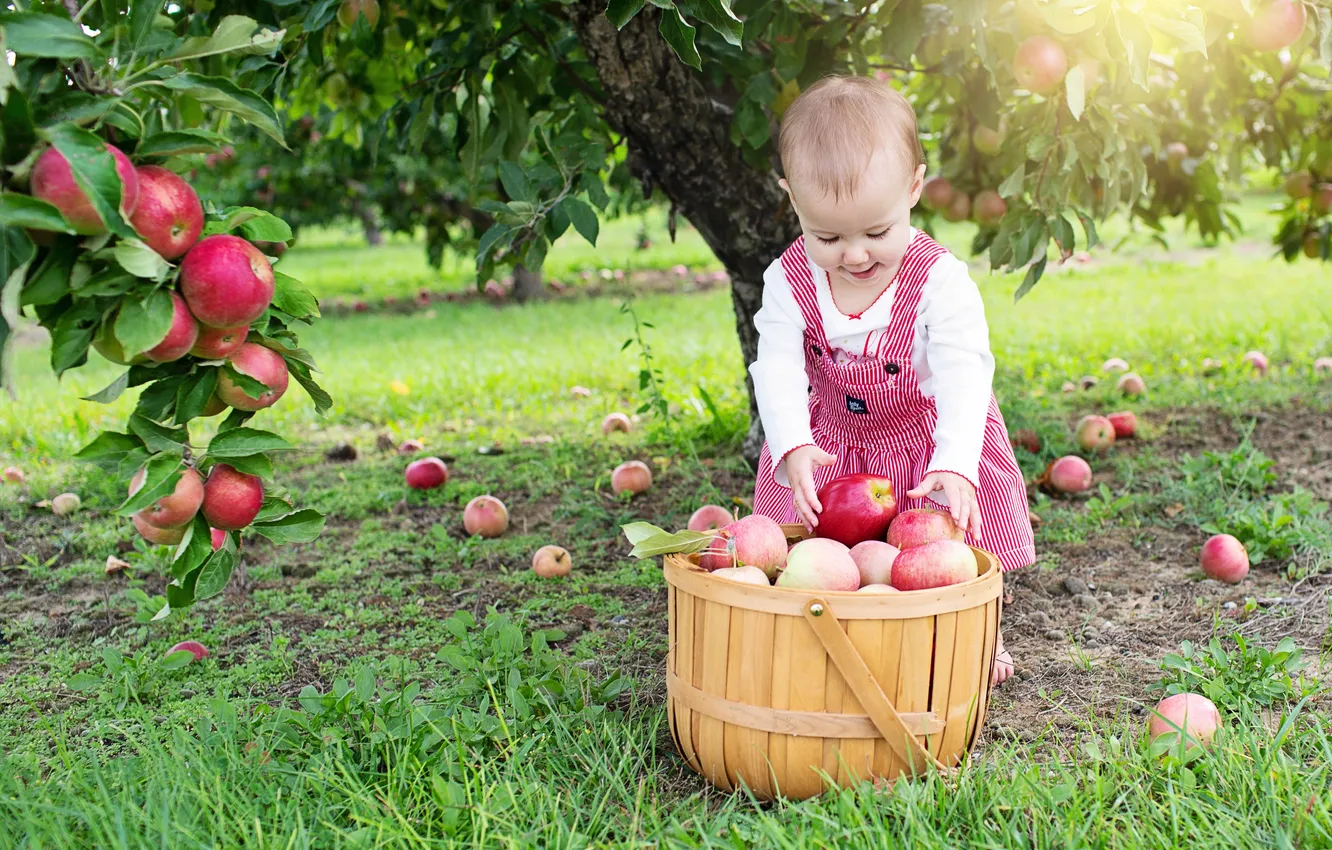 Wallpaper grass, leaves, light, branches, pose, tree, basket, glade for ...