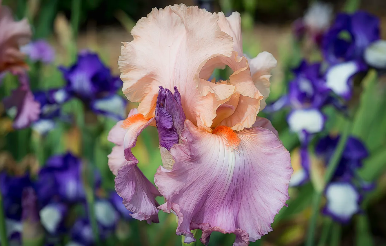 Wallpaper macro, flowers, treatment, cream, pink, flowerbed, iris for ...