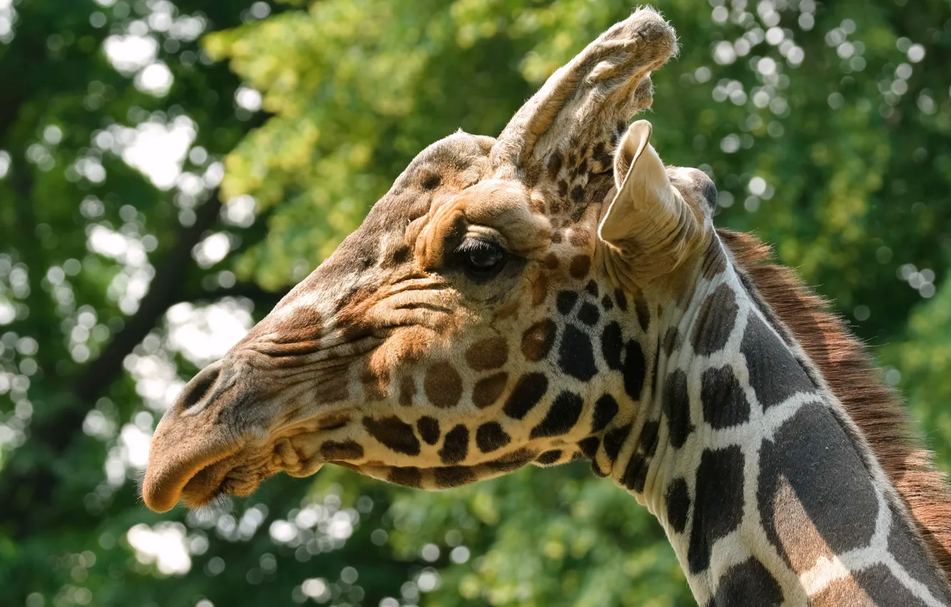 Wallpaper look, face, portrait, giraffe, profile for mobile and desktop ...