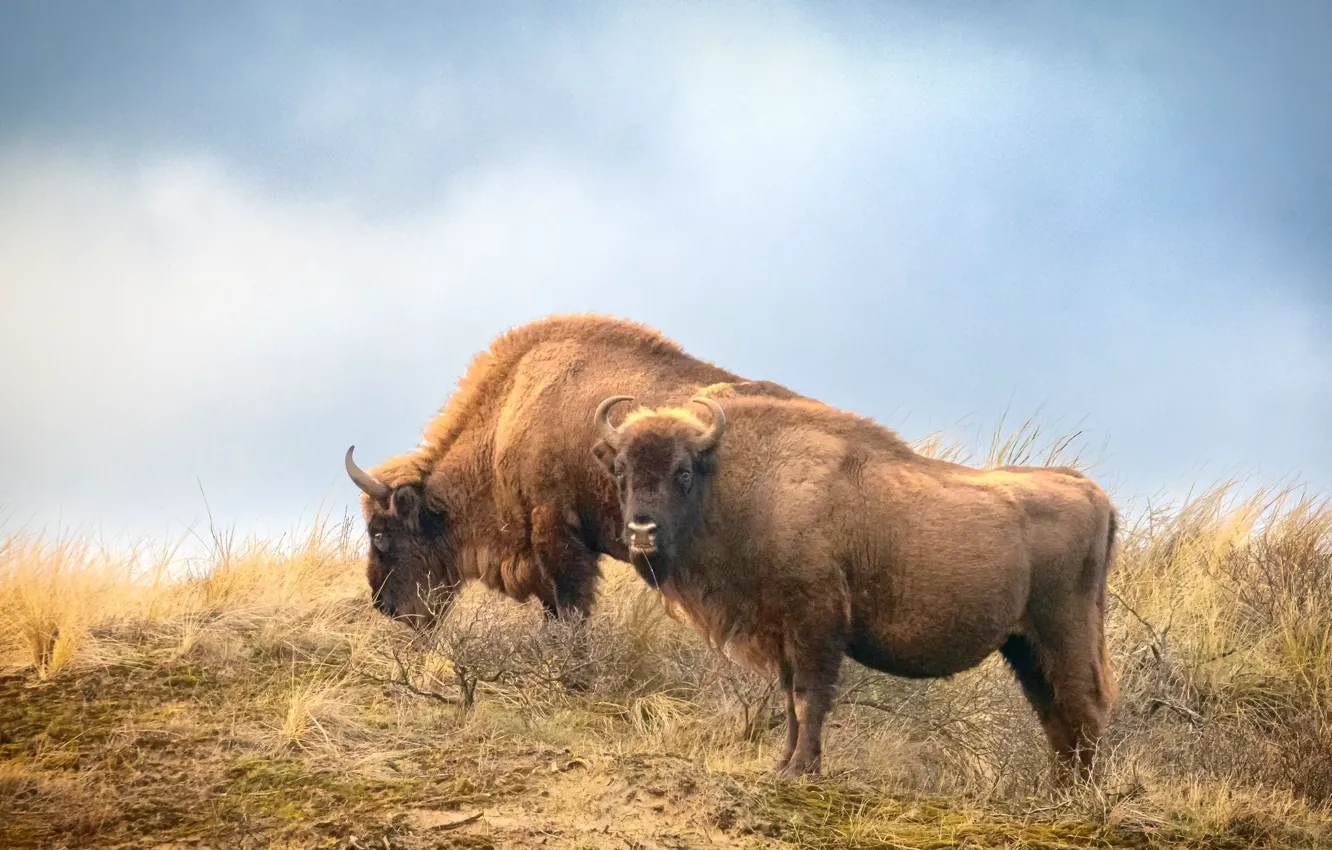 Wallpaper the sky, nature, pasture, pair, bulls, bison, bison for ...