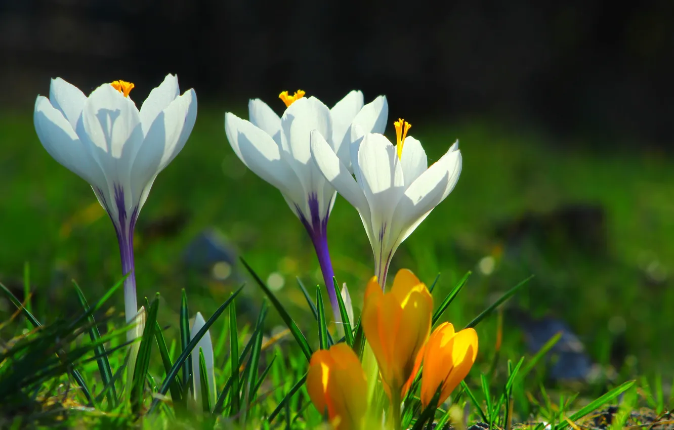 Wallpaper flower, spring, Crocus for mobile and desktop, section ...