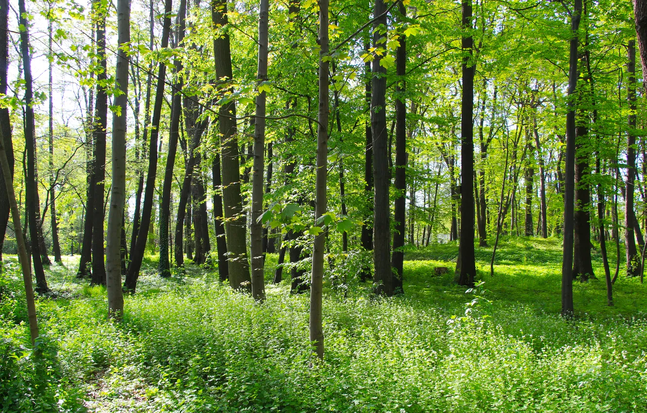 Wallpaper forest, trees, park for mobile and desktop, section пейзажи ...