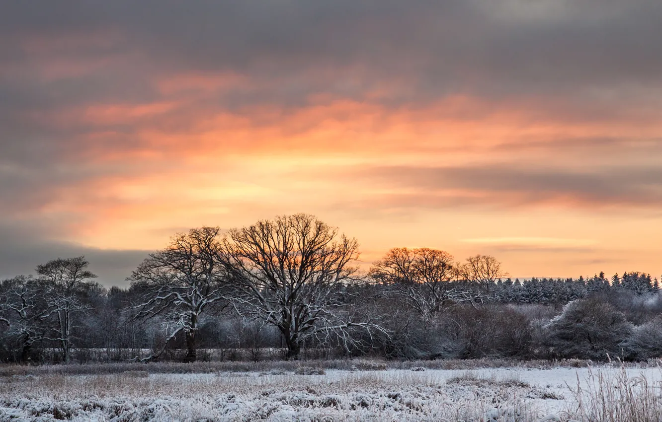 Wallpaper twilight, trees, sunset, winter, snow, dusk images for ...