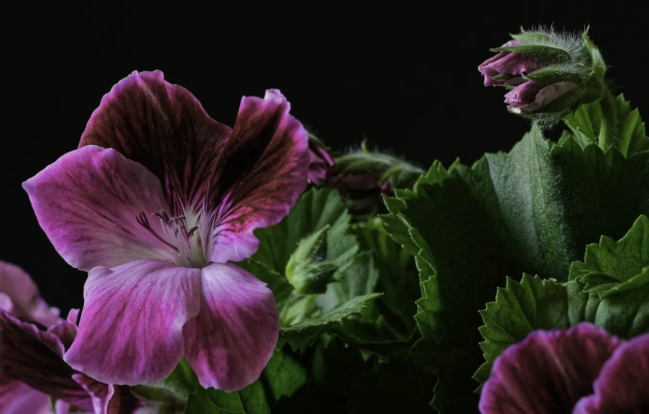 Wallpaper macro, flowers, geranium for mobile and desktop, section ...