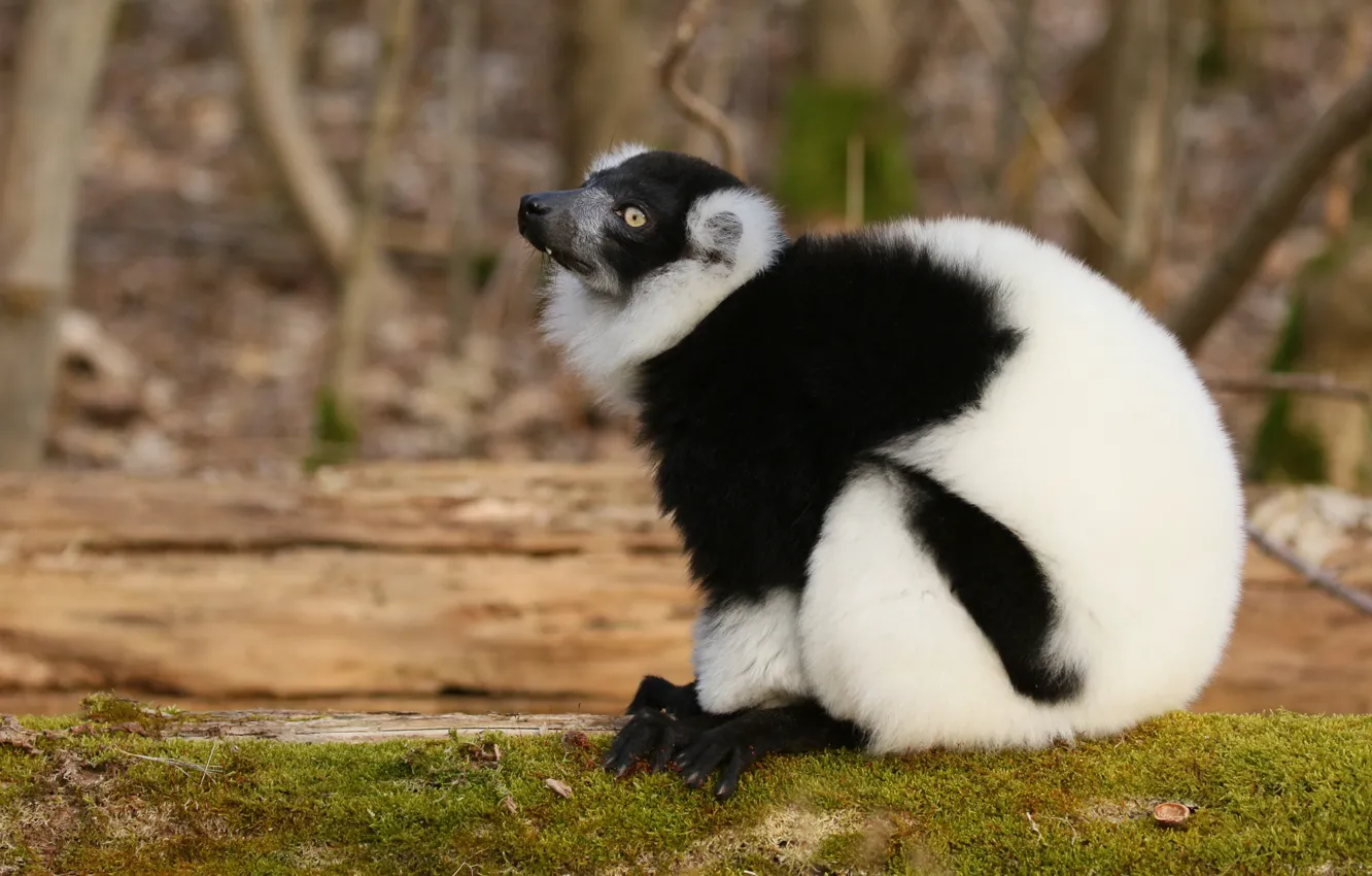 Wallpaper look, nature, pose, profile, lemur, sitting for mobile and ...