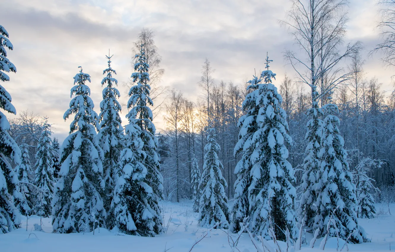 Wallpaper winter, frost, forest, the sky, clouds, light, snow, trees ...