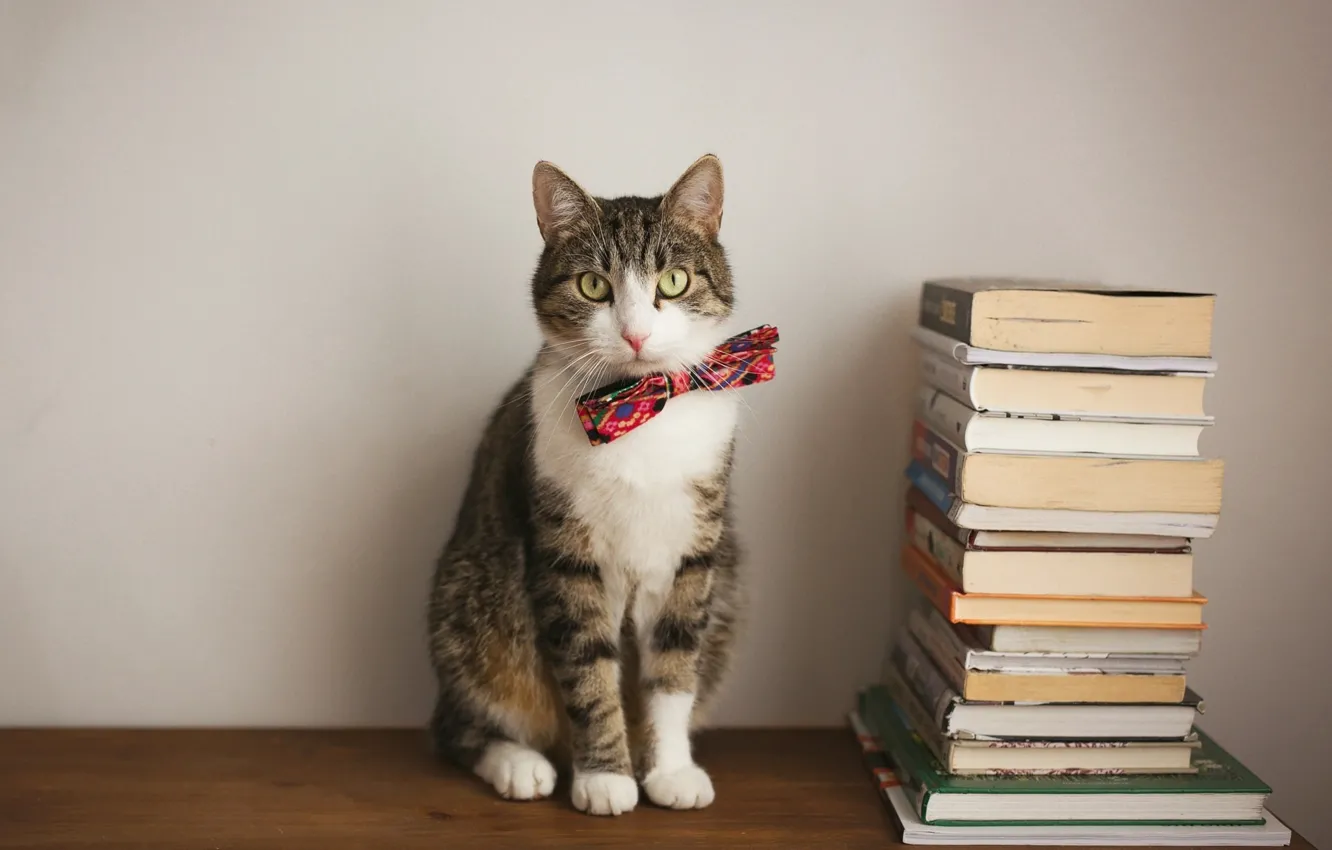 Wallpaper cat, cat, look, pose, table, books, stack, face for mobile ...