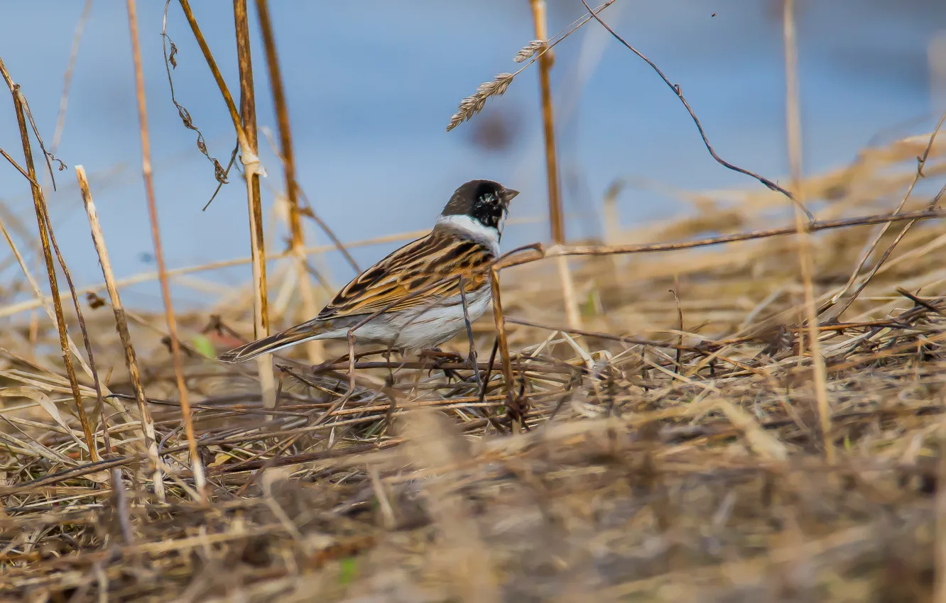 Wallpaper birds, nature, spring, reed Bunting for mobile and desktop ...