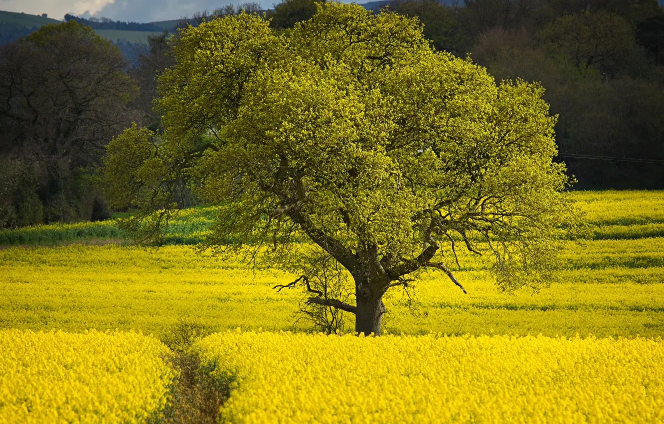 Wallpaper tree, rape, rapeseed field for mobile and desktop, section ...