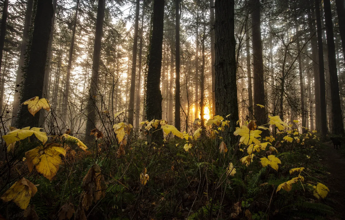 Wallpaper autumn, forest, light, trees, autumn leaves for mobile and ...