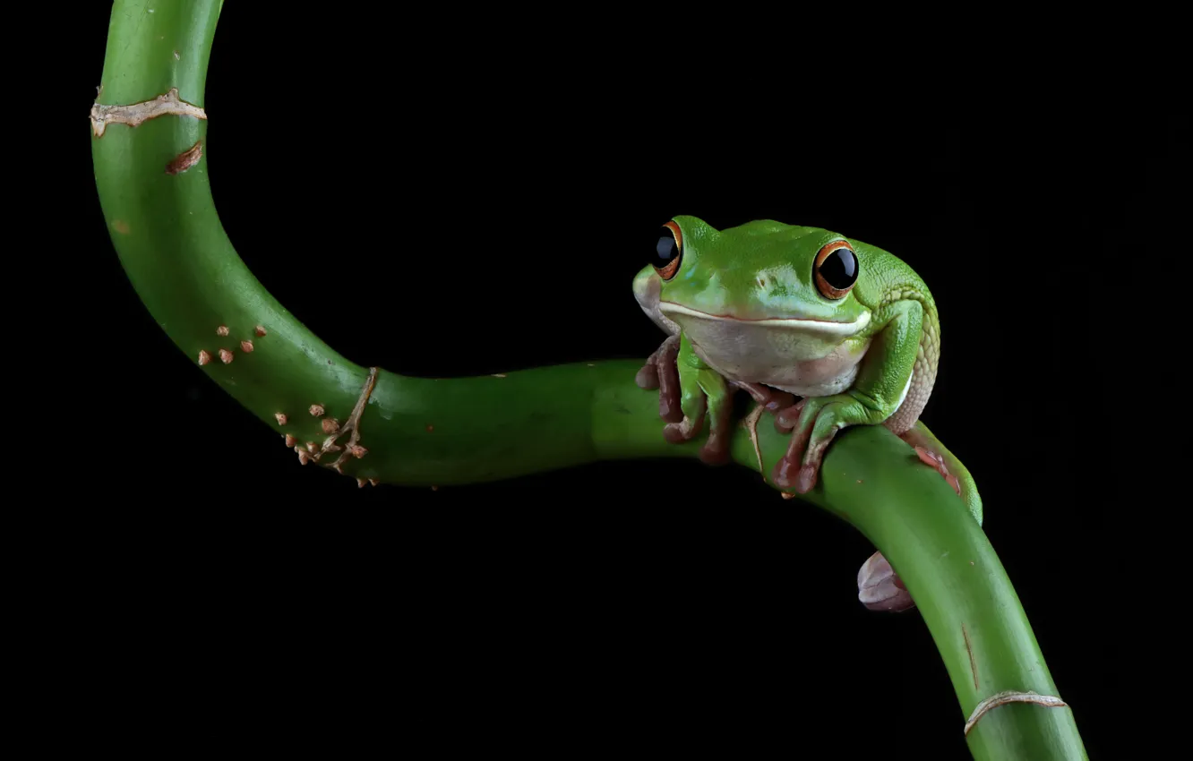 Wallpaper look, pose, frog, stem, black background, green, wood for ...