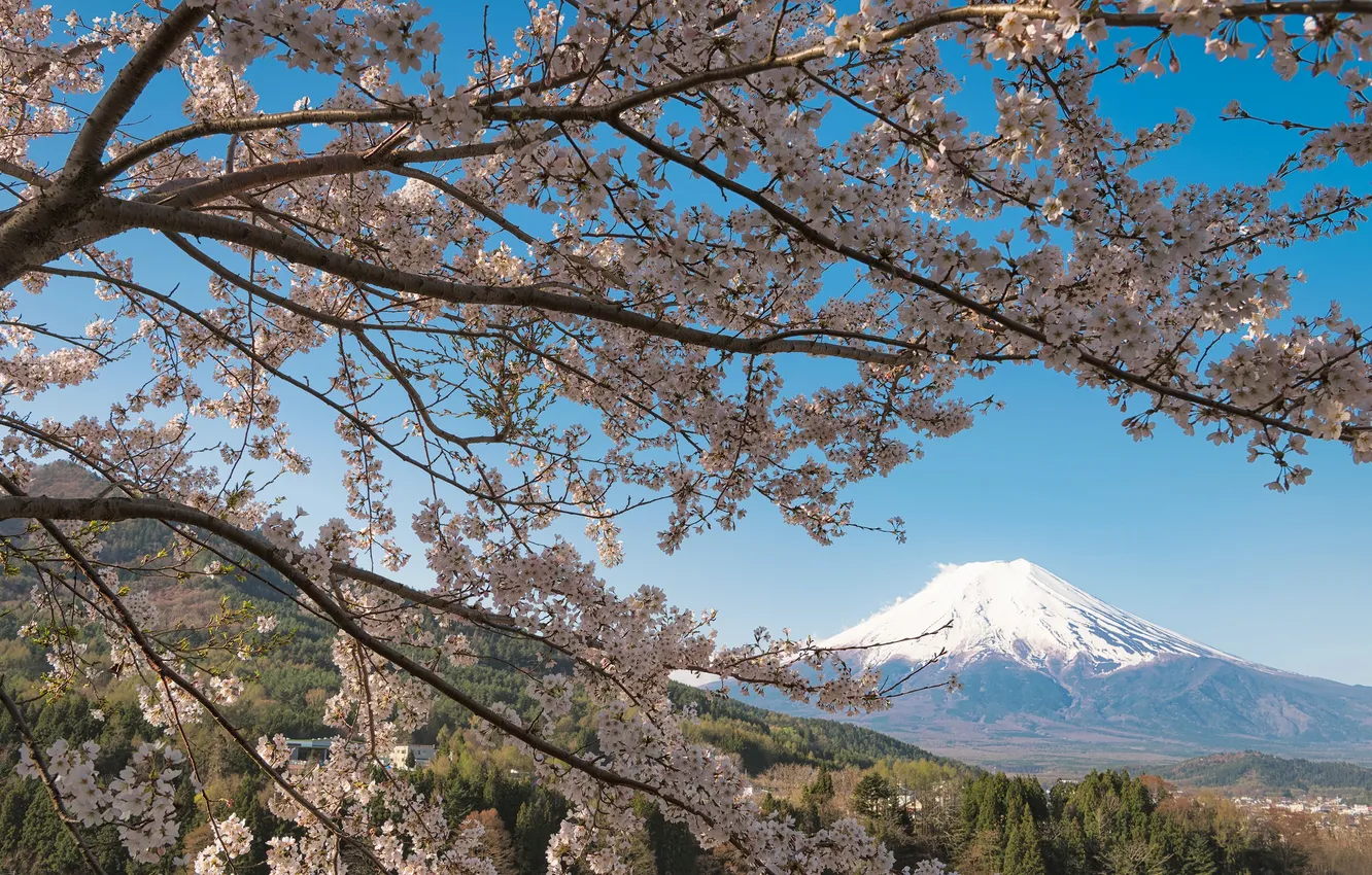 Wallpaper branches, cherry, tree, mountain, the volcano, Japan, Sakura ...