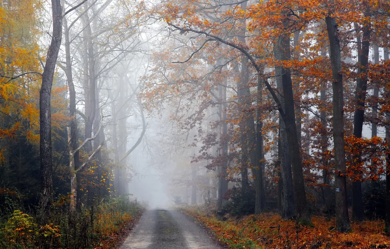 Wallpaper road, autumn, forest for mobile and desktop, section природа ...
