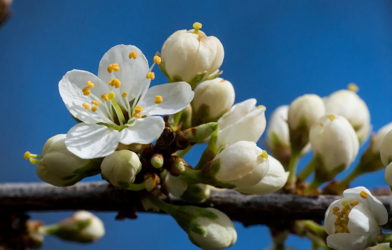 Wallpaper macro, branches, cherry, spring, petals for mobile and desktop, section цветы ...