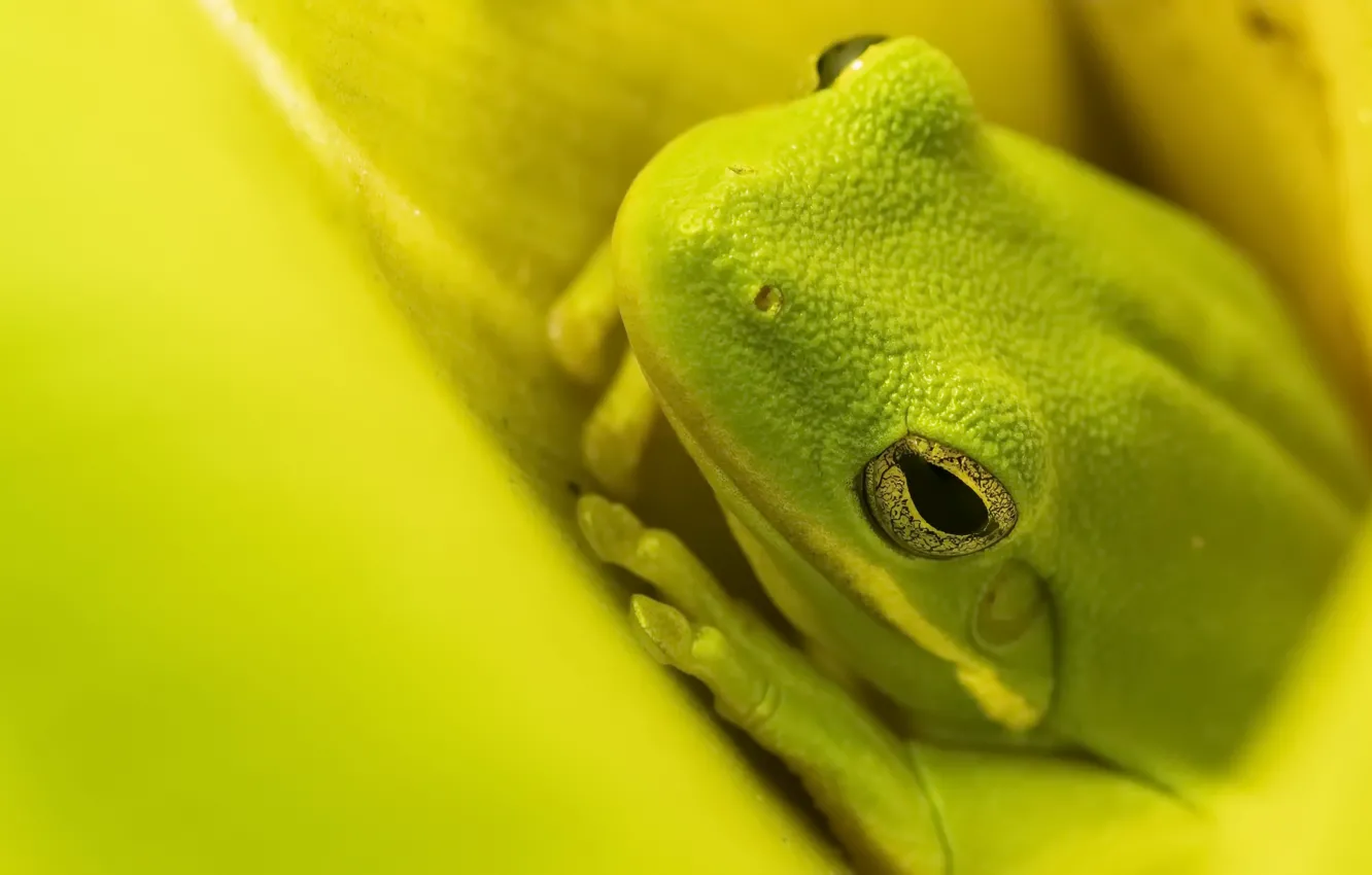 Wallpaper nature, background, frog for mobile and desktop, section ...