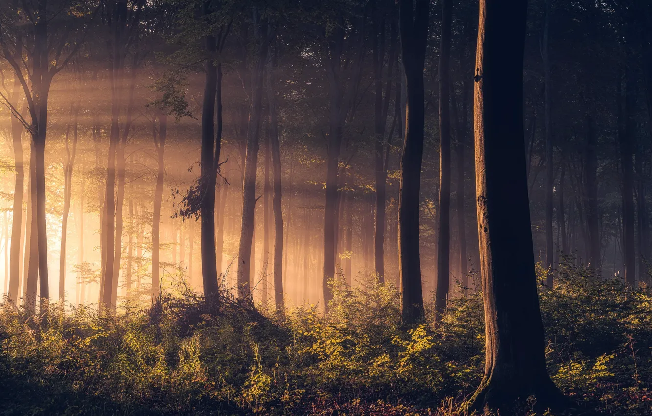 Wallpaper forest, light, trees, fog for mobile and desktop, section ...