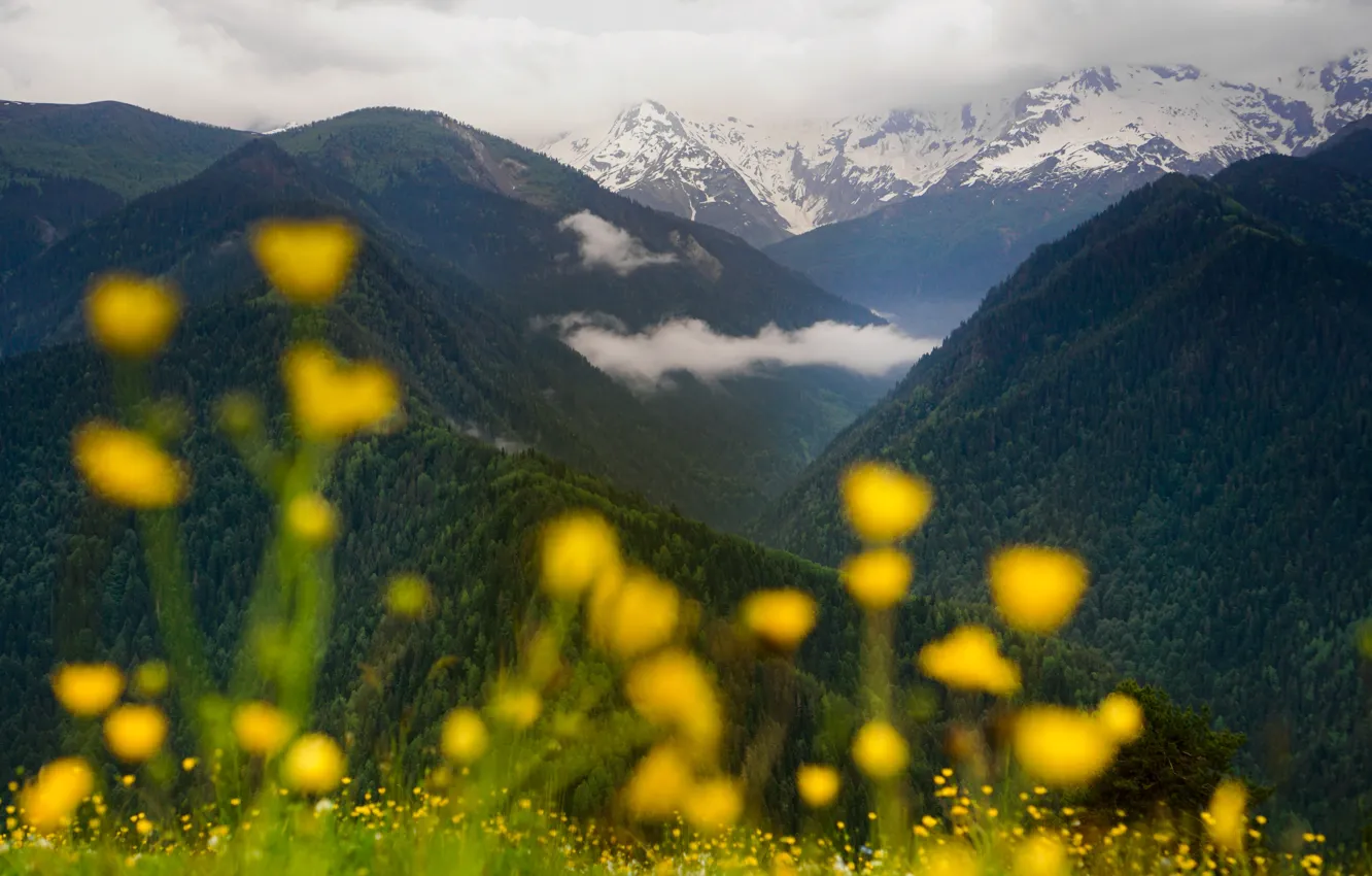 Wallpaper field, forest, summer, snow, flowers, mountains, fog, glade ...