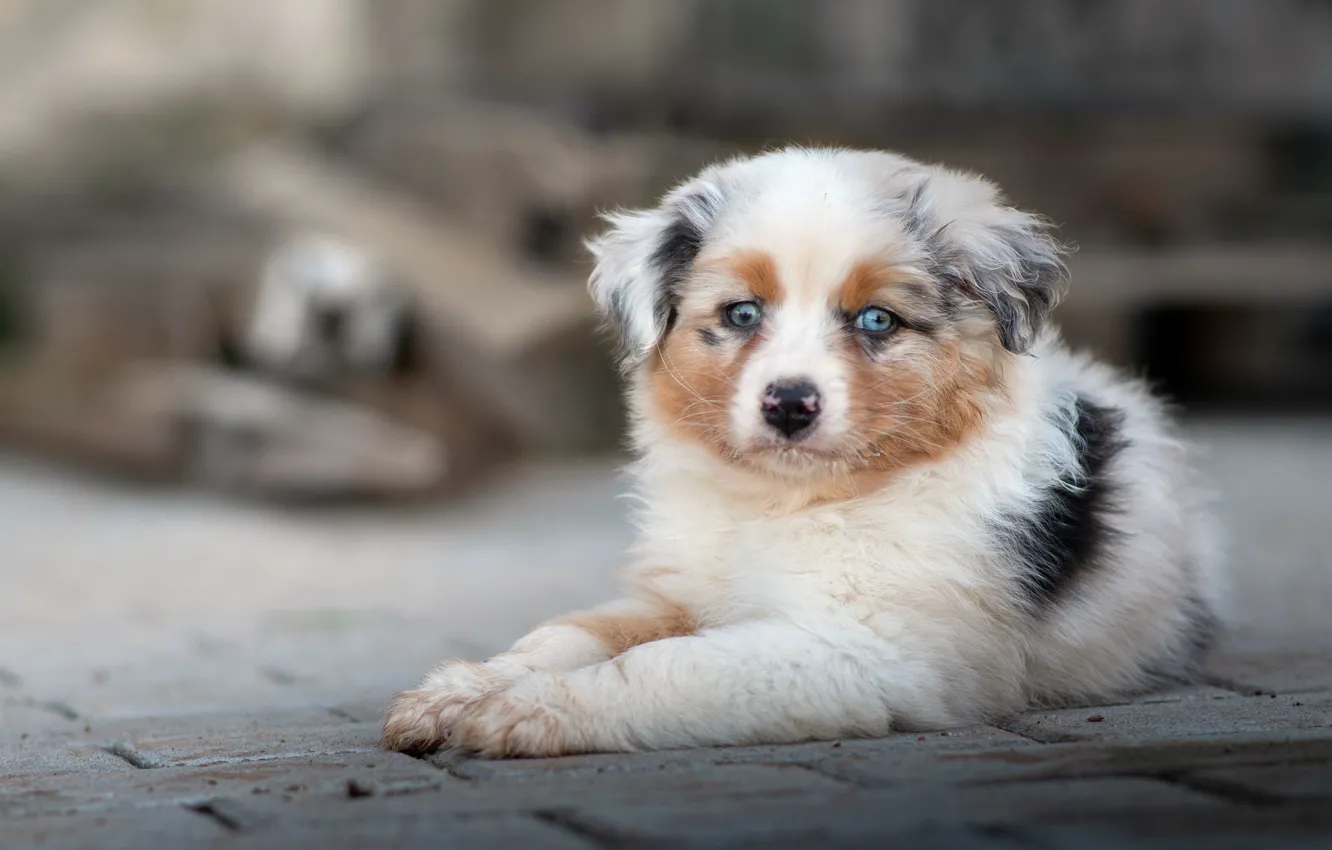 Wallpaper dog, puppy, Aussie for mobile and desktop, section собаки ...