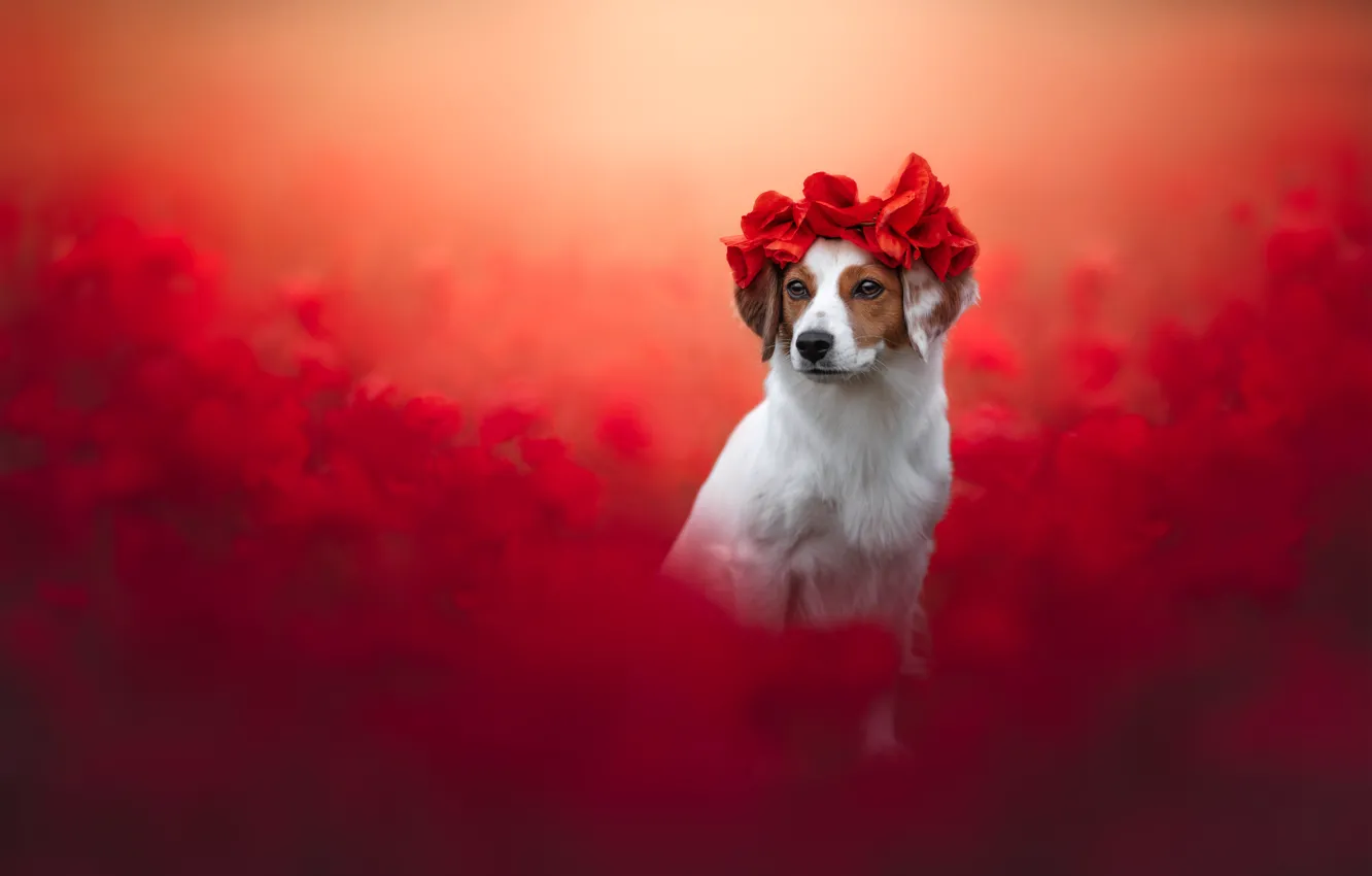 Wallpaper flowers, Maki, dog, wreath, poppy field for mobile and ...