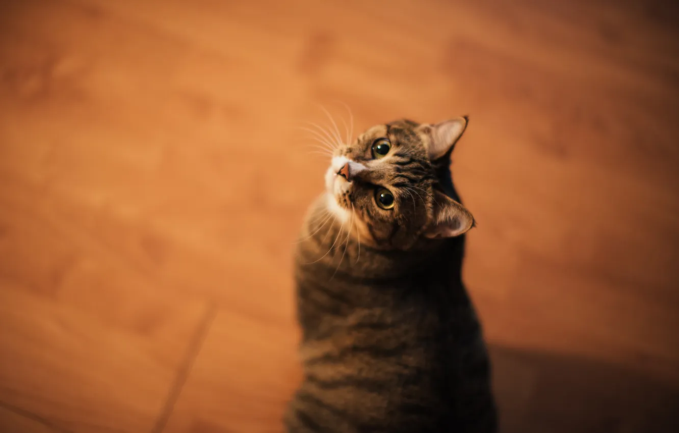 Wallpaper cat, cat, look, pose, face for mobile and desktop, section ...