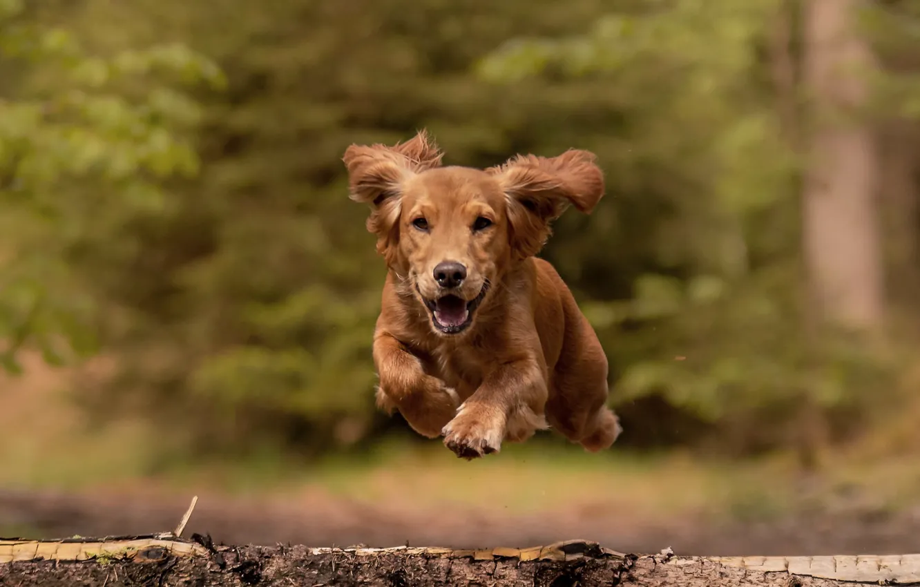 Wallpaper flight, running, Spaniel for mobile and desktop, section ...