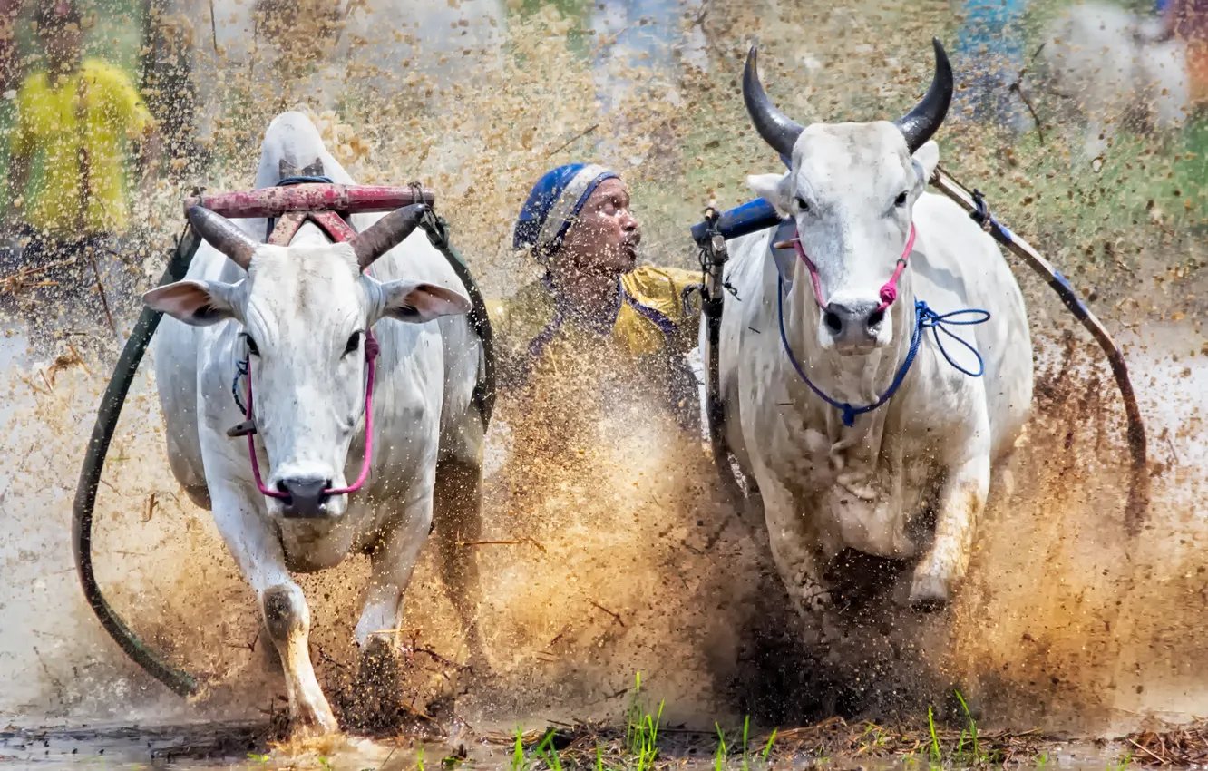 Wallpaper sport, Indonesia, cow race for mobile and desktop, section ...